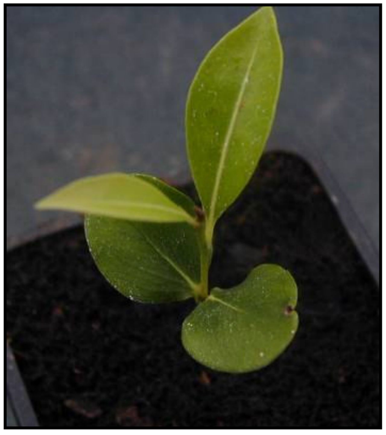 Mimusops elengi | Agripedia