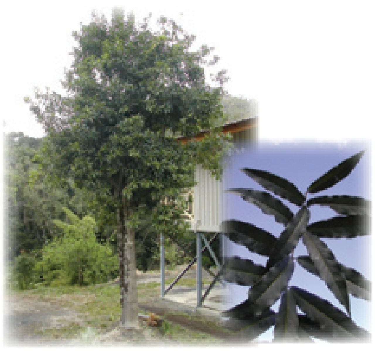 Oxera sulfurea | Agripedia