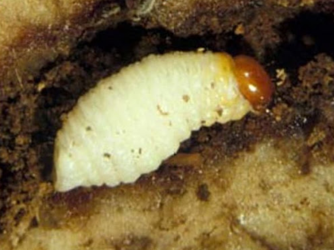 Charançon du bananier | Agripedia