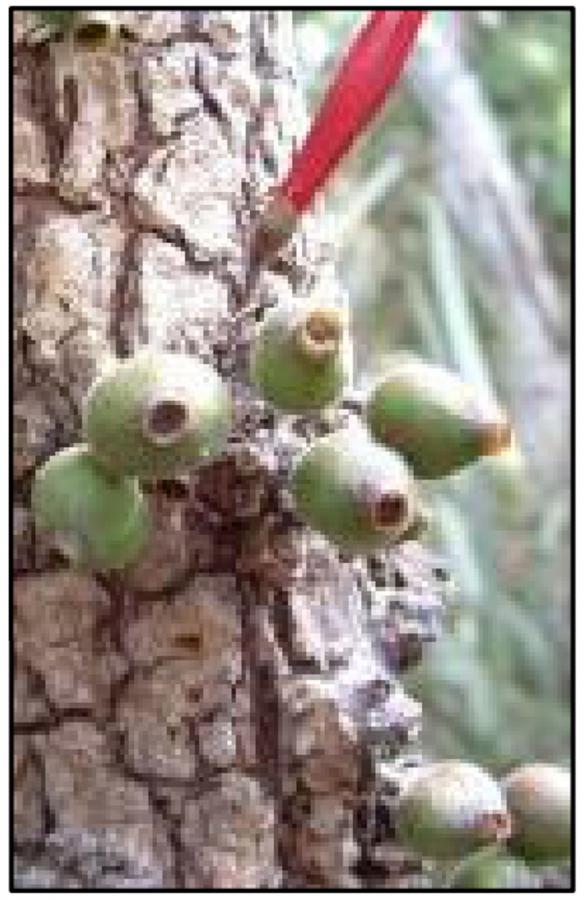 Captaincookia margareta | Agripedia