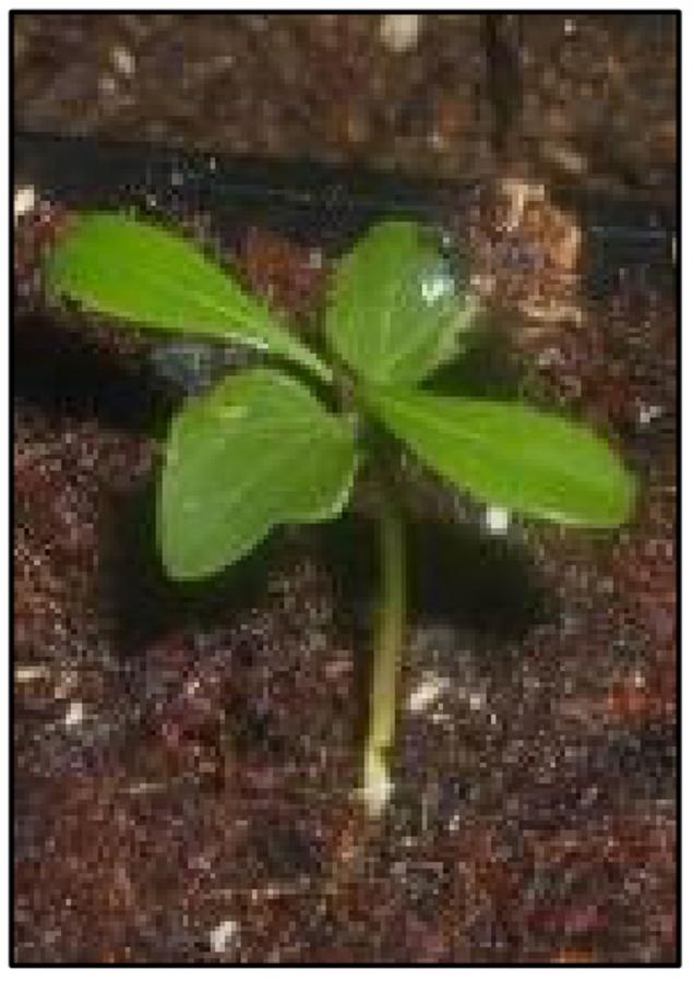 Captaincookia margareta | Agripedia