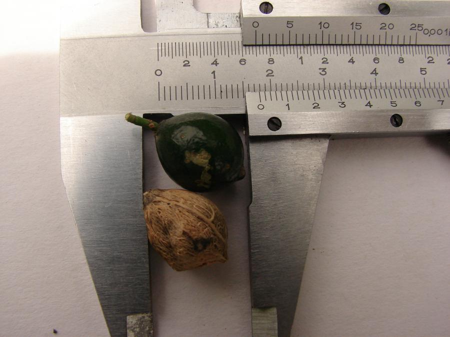 Elaeodendron curtipendulum | Agripedia