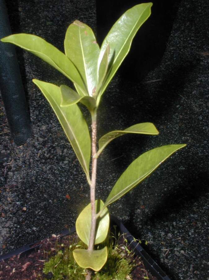 Mimusops elengi | Agripedia